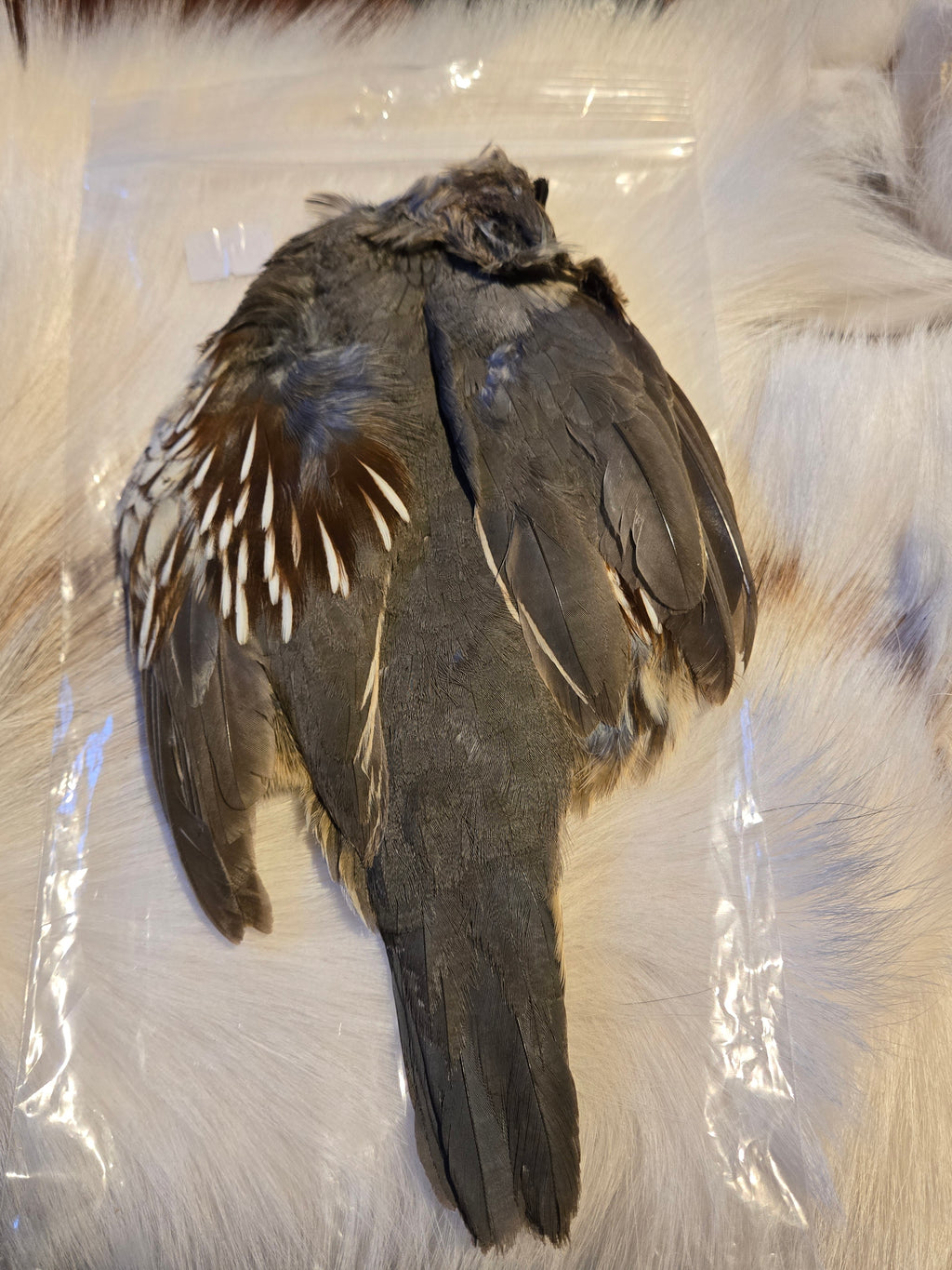 Gambal Quail Skin #1 quality